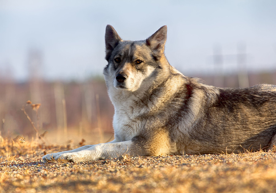 Cómo comprar o adoptar un perro en Rusia - Russia Beyond ES