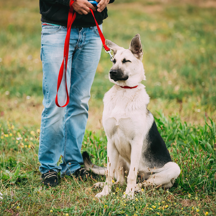 Cómo comprar o adoptar un perro en Rusia - Russia Beyond ES