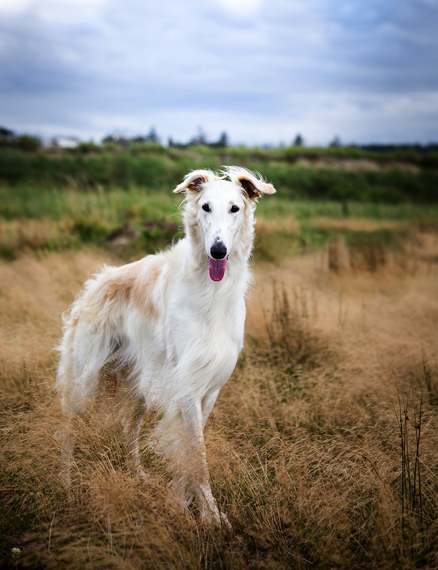 Cómo comprar o adoptar un perro en Rusia - Russia Beyond ES
