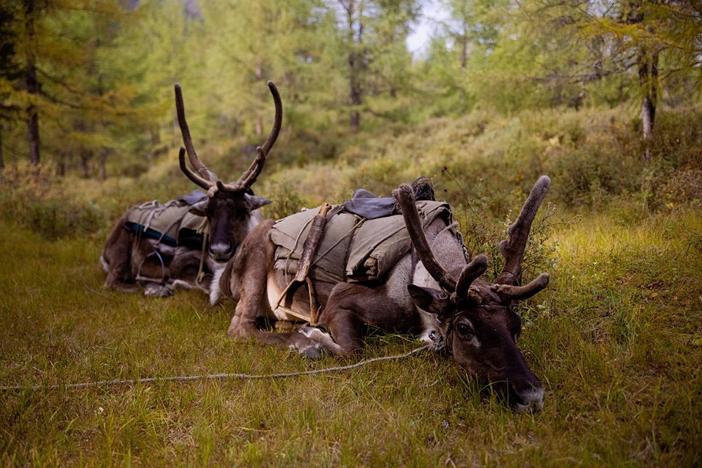 Pozabljeni narodi Rusije: Tofalari, rejci severnih jelenov iz sibirske ...