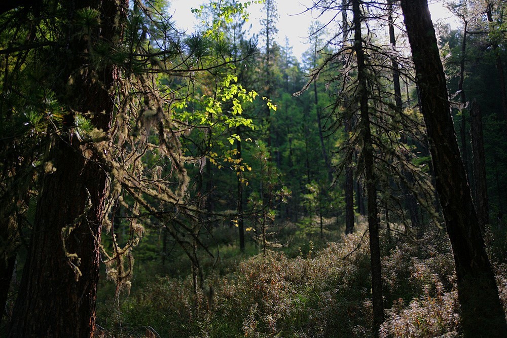 Pozabljeni narodi Rusije: Tofalari, rejci severnih jelenov iz sibirske ...