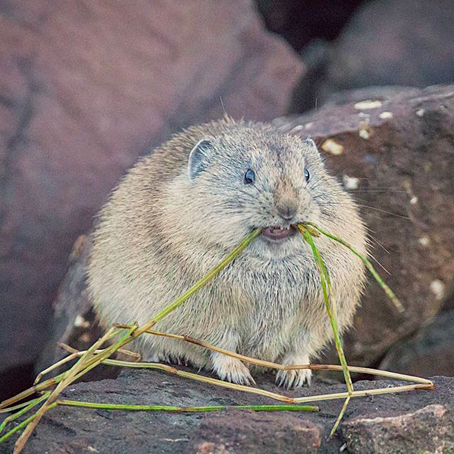 12 animals in Russia’s north that have attained Zen (PHOTOS) - Russia ...