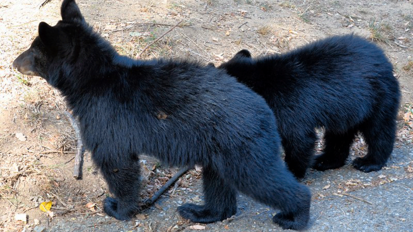 Así es un centro para salvar a los oseznos en Rusia (Vídeo) - Russia ...
