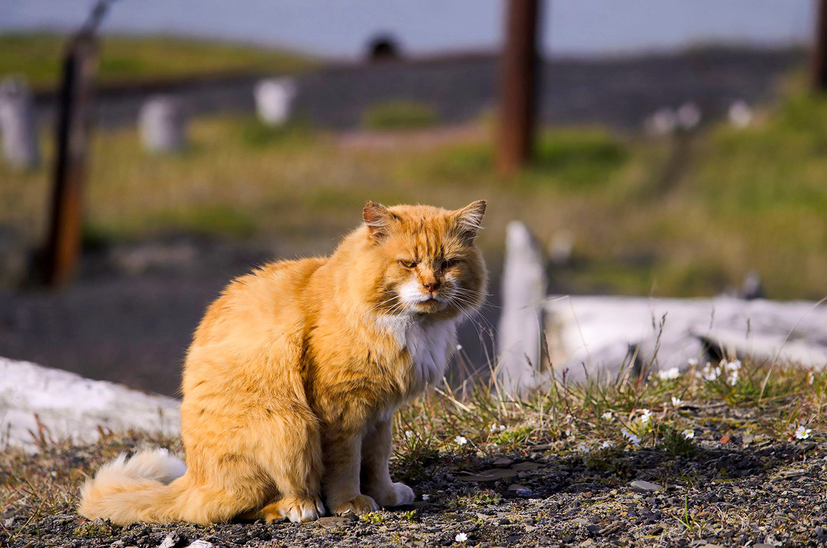 Kescha der Kater: Treffen Sie das einzige Samtpfötchen im gesamten ...