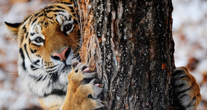 Adivinhe o animal russo pela pegada - Russia Beyond BR