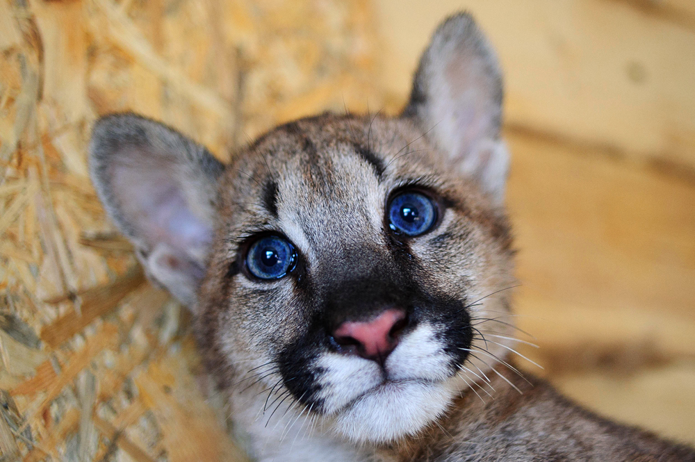 First puma on Far East settles in Primorsk Territory zoo - Russia Beyond