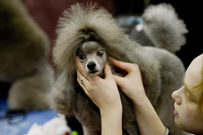 Eurasia Dog Show 2014 in Moscow - Russia Beyond